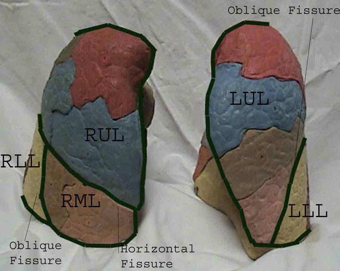The Pulmonary Physical Examination How to perform a pulmonary exam